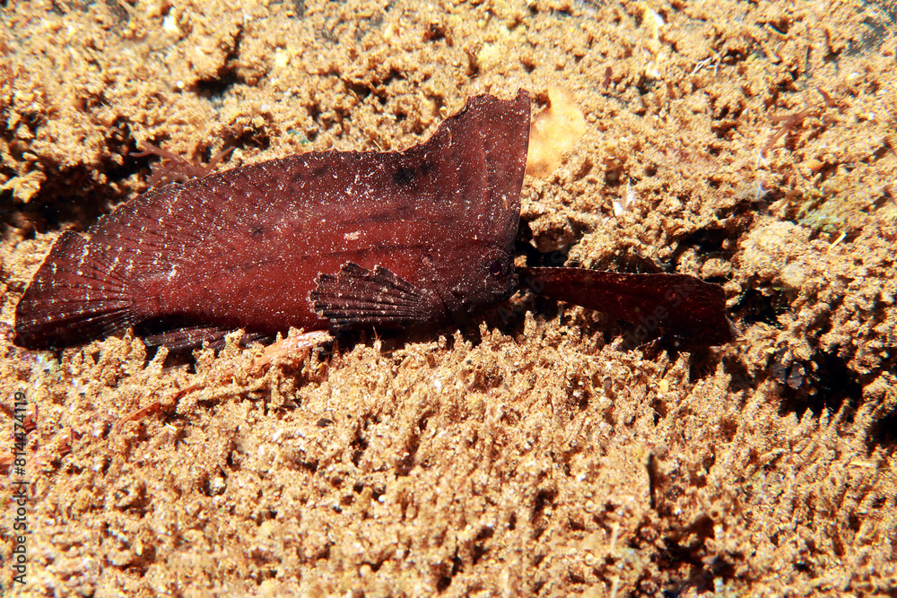 Ablabys macracanthus, also known as the spiny waspfish or as the spiny ...