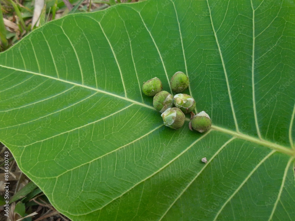 Ficus religiosa Fruits on green leaf. It is also known as the bodhi ...