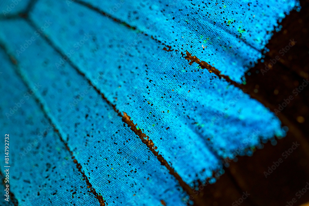 Papilio ulysses butterfly. Ultra macro of butterfly wing. Butterfly ...