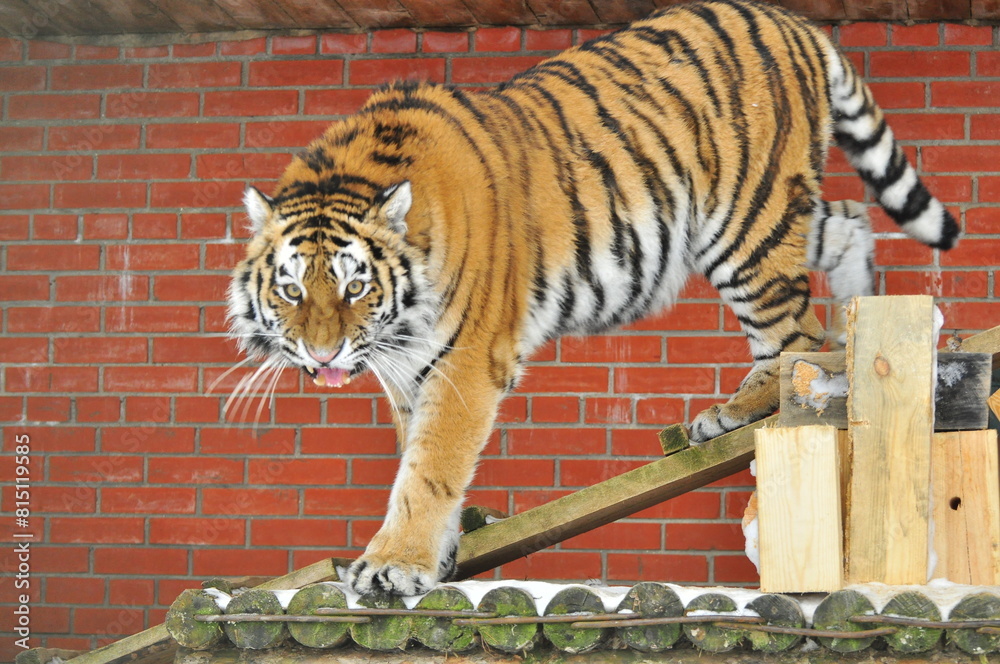 Animals - traditionally (since Aristotle) distinguished category of ...