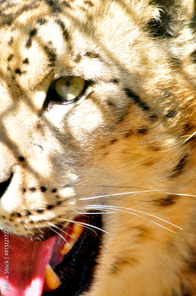 Animals - traditionally (since Aristotle) distinguished category of ...