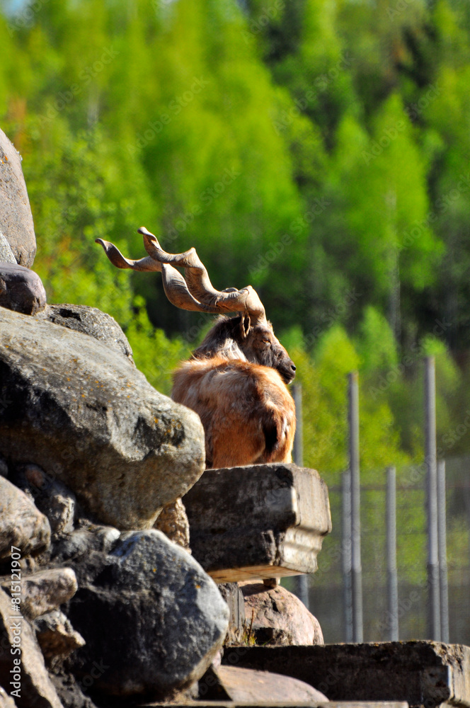 Animals - traditionally (since Aristotle) distinguished category of ...