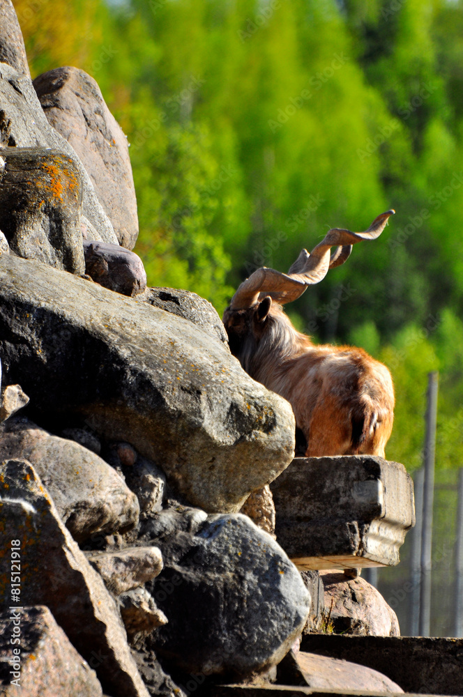 Animals - traditionally (since Aristotle) distinguished category of ...