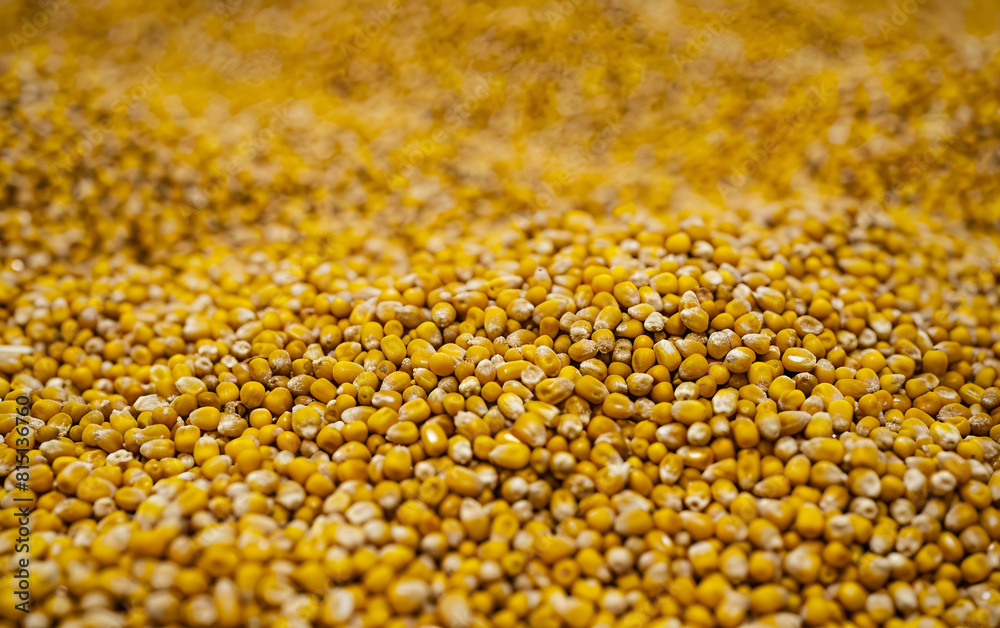 sunflower seeds background. Green and yellow moong mung dal lentil ...