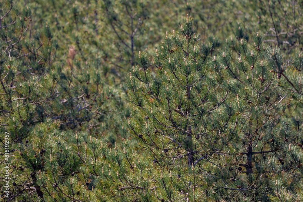 Selective focus of green, tiny and needle-like foliage leaves, A pine ...