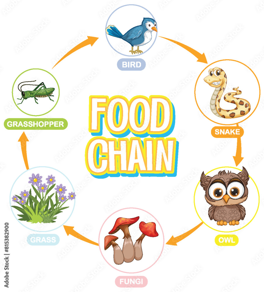 Depicts a simple food chain cycle Stock Vector | Adobe Stock
