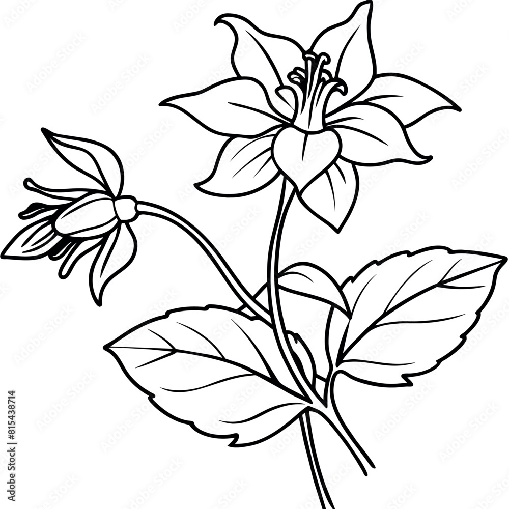 Columbine flower outline illustration coloring book page design ...
