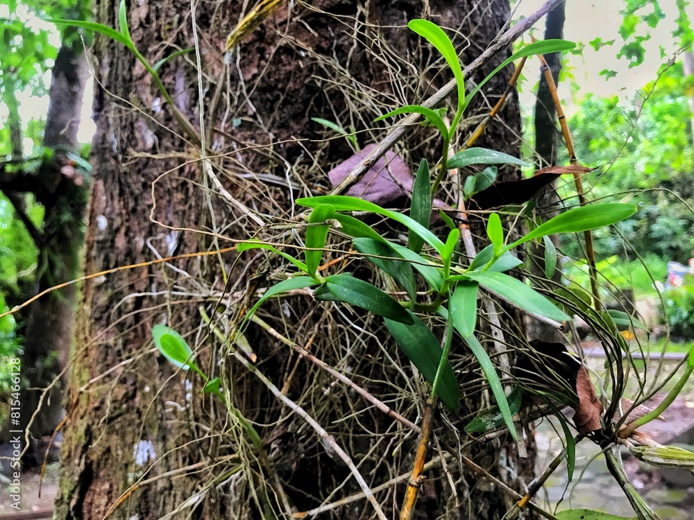 Leaf of Oncidium Orchid or Dancing Lady orchid hanging on the tree at ...