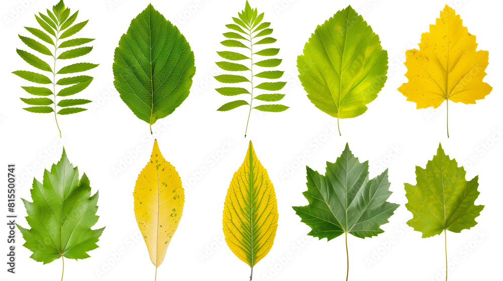 Set of ash tree leaves, displaying their compound structure with ...