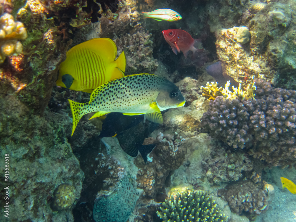 Plectorhinchus is a genus of marine ray-finned fish that lives on the ...