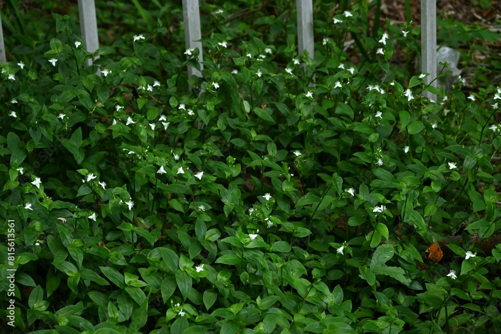 Tradescantia fluminensis ( Wandering jew ) flowers. Commelinaceae ...