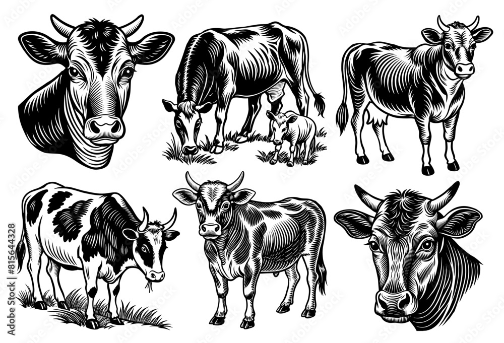 Detailed monochrome illustration, a set of cow or calf in various poses ...