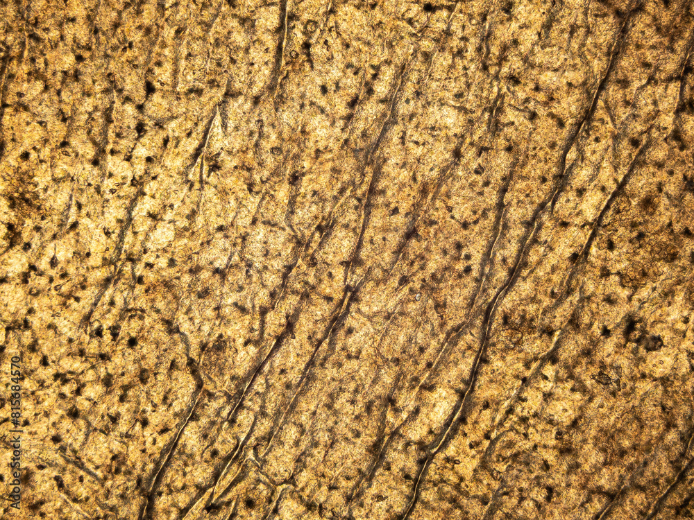 grape skin under the microscope - optical microscope x50 magnification ...