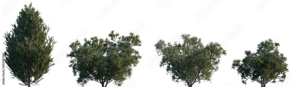 Magnolia grandiflora tree and bush isolated png on a transparent ...