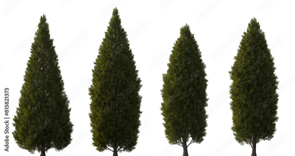 Ilustración de Stock Thuja occidentalis frontal Smaragd evergreen ...