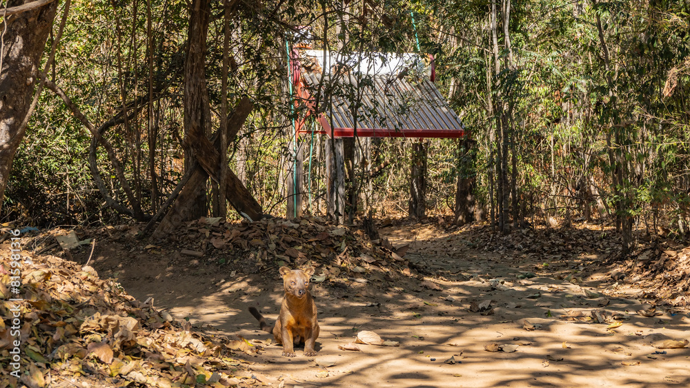 The unique Madagascar endemic fossa sits on a dirt track in the forest ...