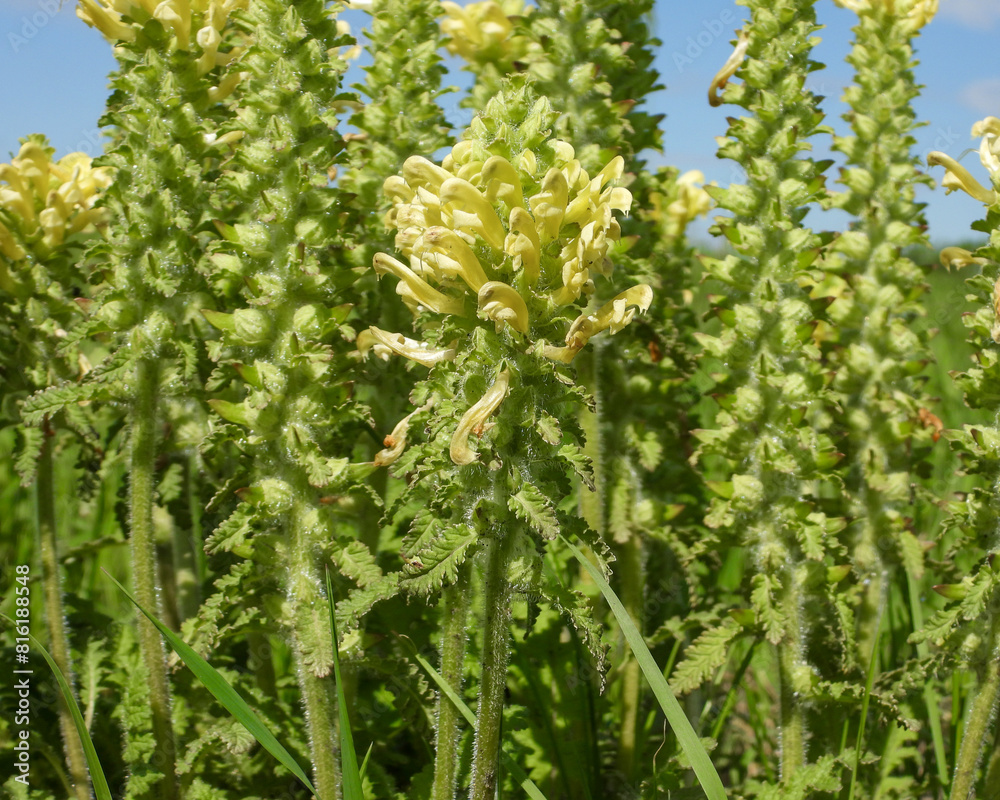 Pedicularis canadensis (Wood Betony) Native North American Prairie ...
