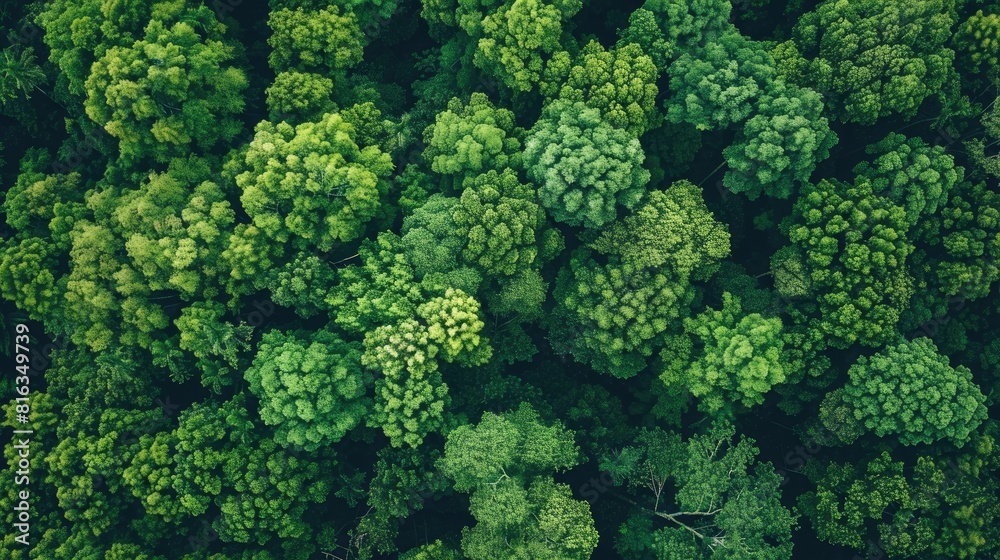 Capture a bird s eye view of lush green trees in the forest with a ...