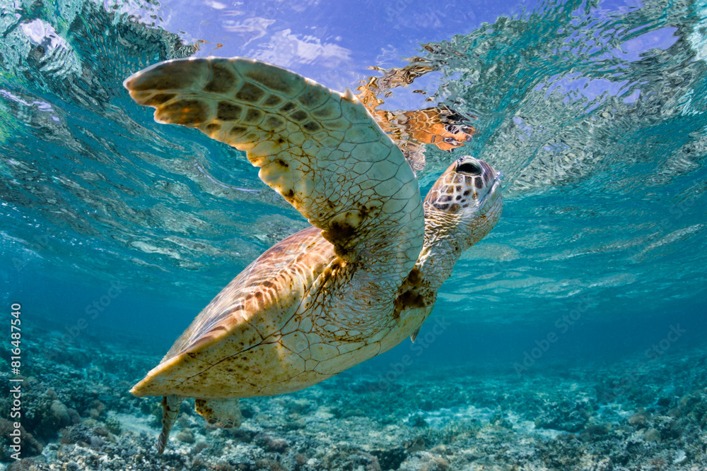 A green sea turtle rising to the oceans surface for air. Photographed ...