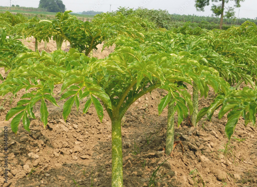 Porang farm or Amorphophallus muelleri Blume also known as porang, iles ...