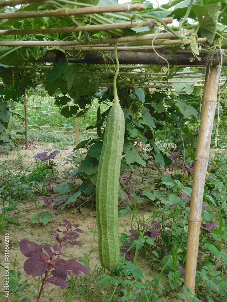 growth stages of ridge gourd.organic rooftop terrace gardening.organic ...