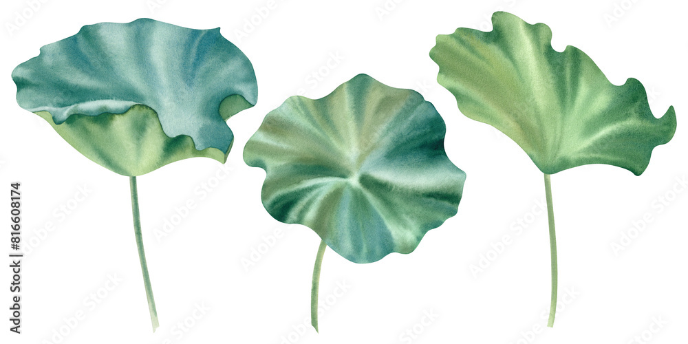 Lotus leaves on a white background. Water lily. Watercolor illustration ...