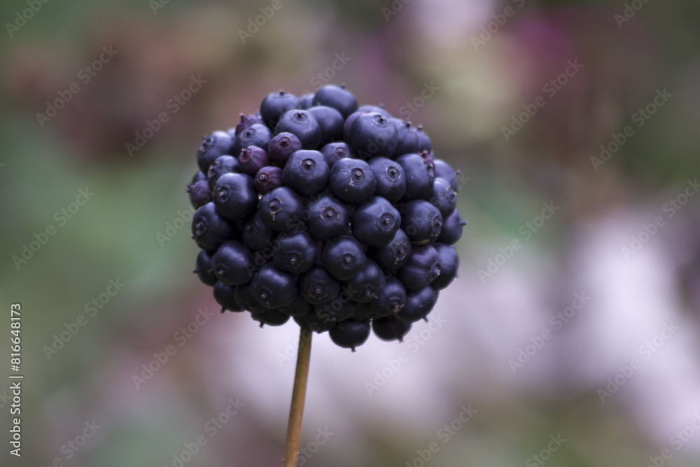 Hedera helix berry, common ivy, English ivy, European ivy, or just ivy ...