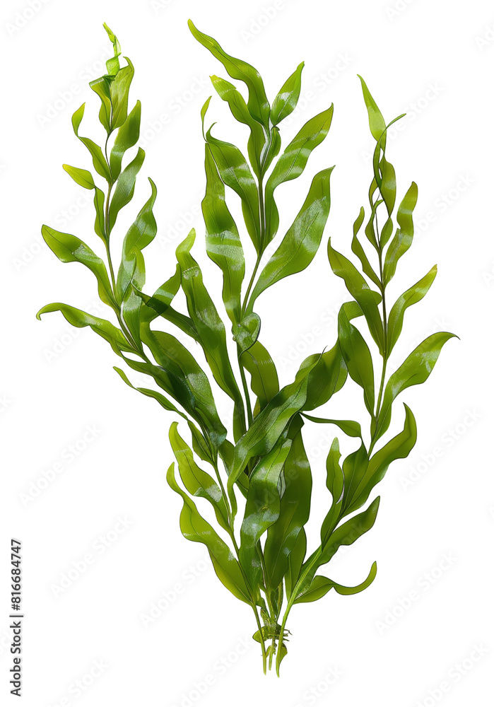 seaweed isolated on transparent background Stock Photo | Adobe Stock