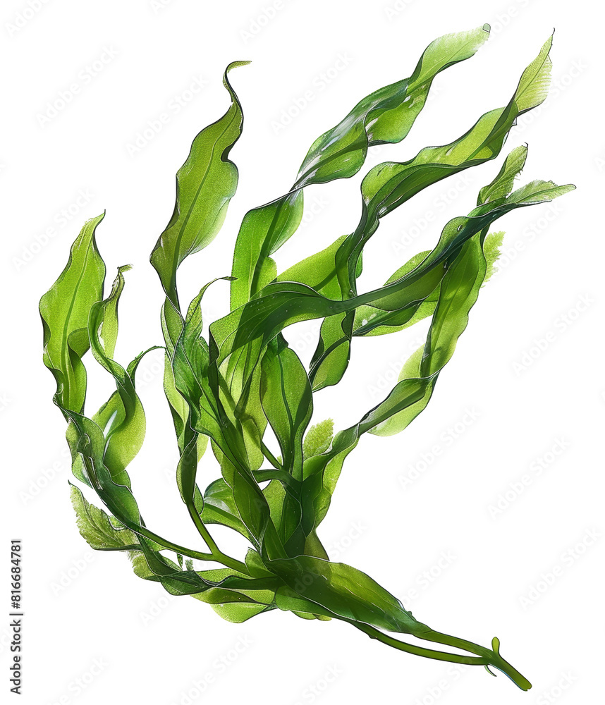 seaweed isolated on transparent background Stock Photo | Adobe Stock