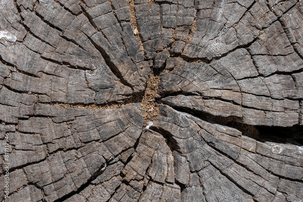 Stunning Tree Bark Textures and Patterns for Nature Photography Stock ...