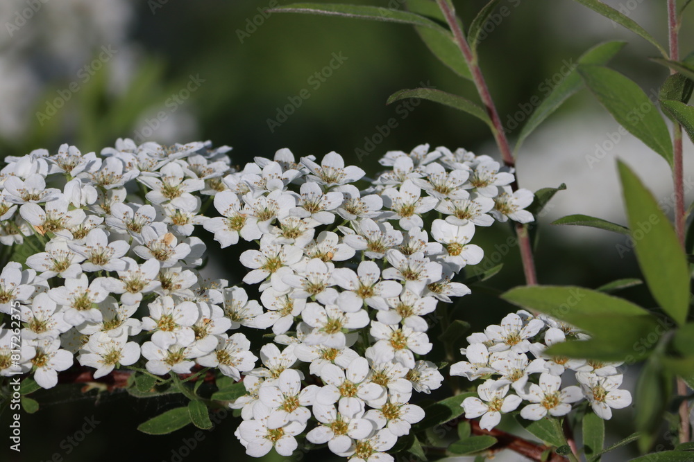 Sweden. Spiraea prunifolia, commonly called bridalwreath spirea, is a ...