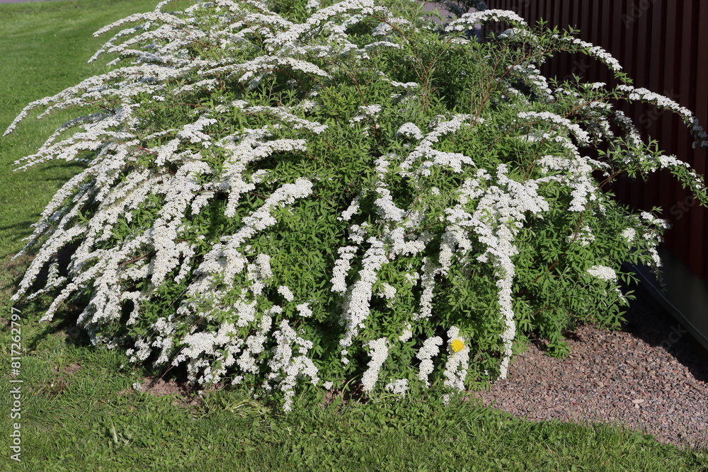 Sweden. Spiraea prunifolia, commonly called bridalwreath spirea, is a ...