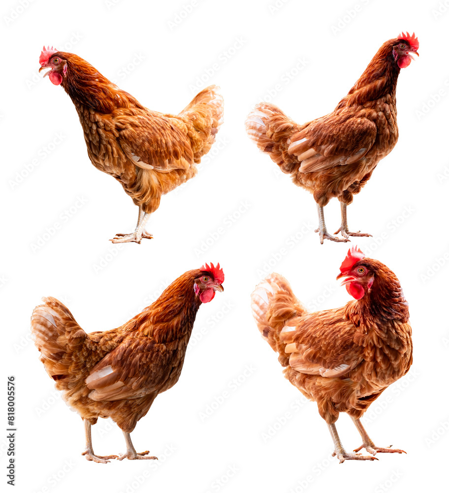 Chicken, Full body of brown chicken hen standing isolated transparent ...
