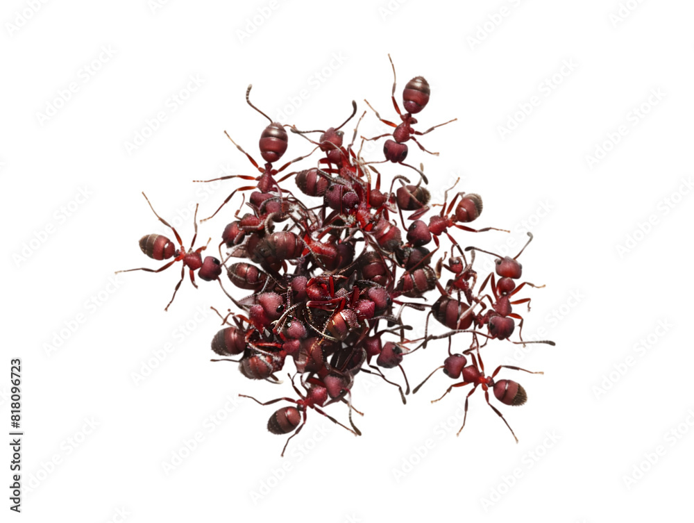 photograph of ant die in the prone position due to exposure to toxins ...