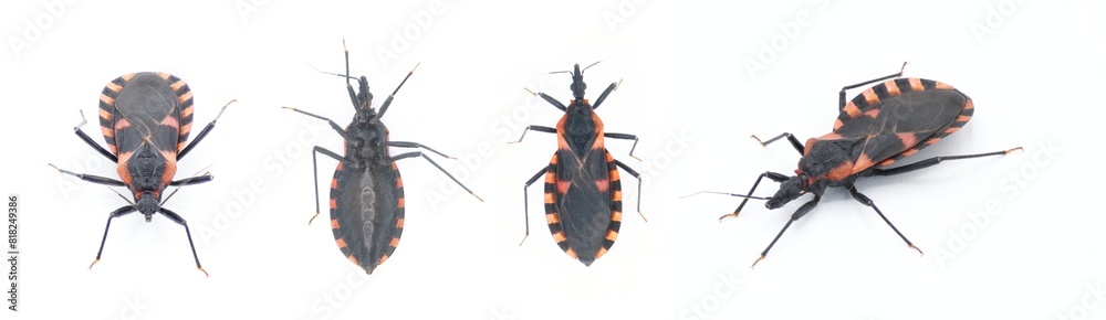 Illustration Stock Eastern Bloodsucking Conenose Kissing bed Bug ...