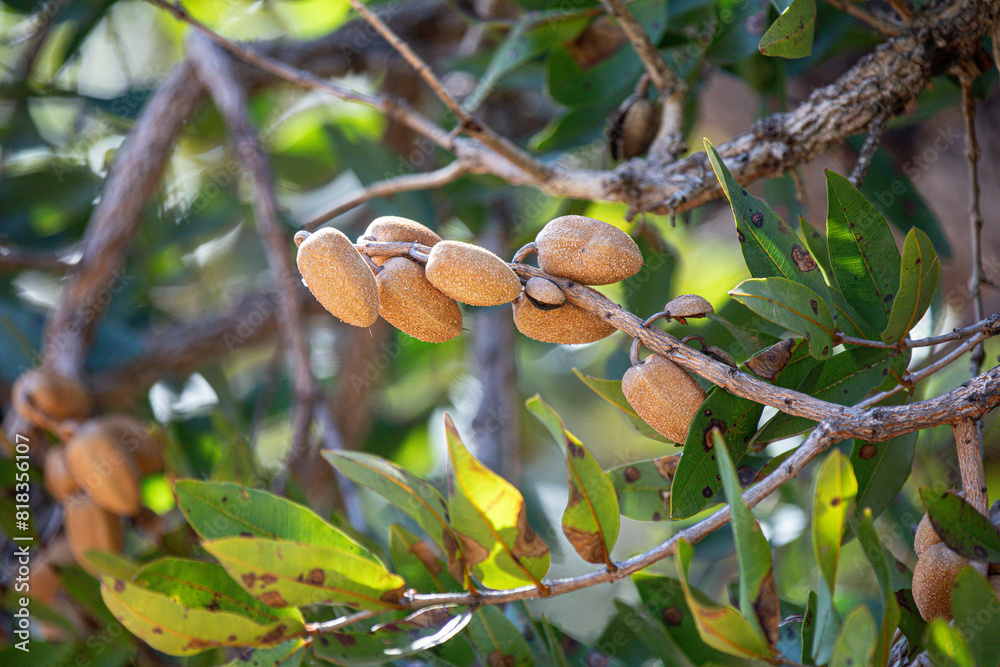 Rare plant from the Brazilian cerrado biome. Unidentified botanical ...