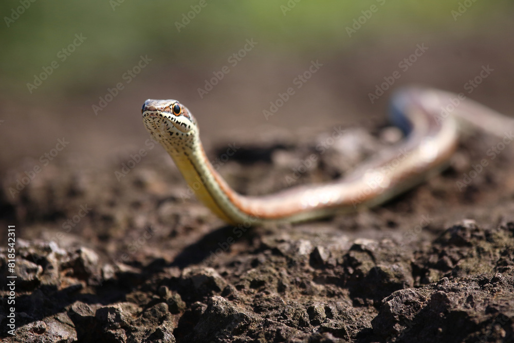 Gelbbauch-Sandrennnatter / Western yellow-bellied sand snake ...