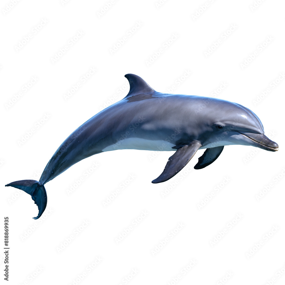 dolphin isolated on transparent background Stock Photo | Adobe Stock
