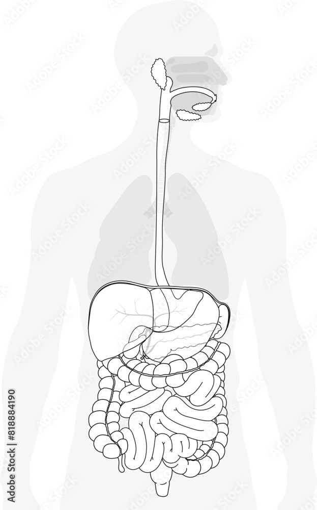 The digestive system black and white illustration. The picture shows ...