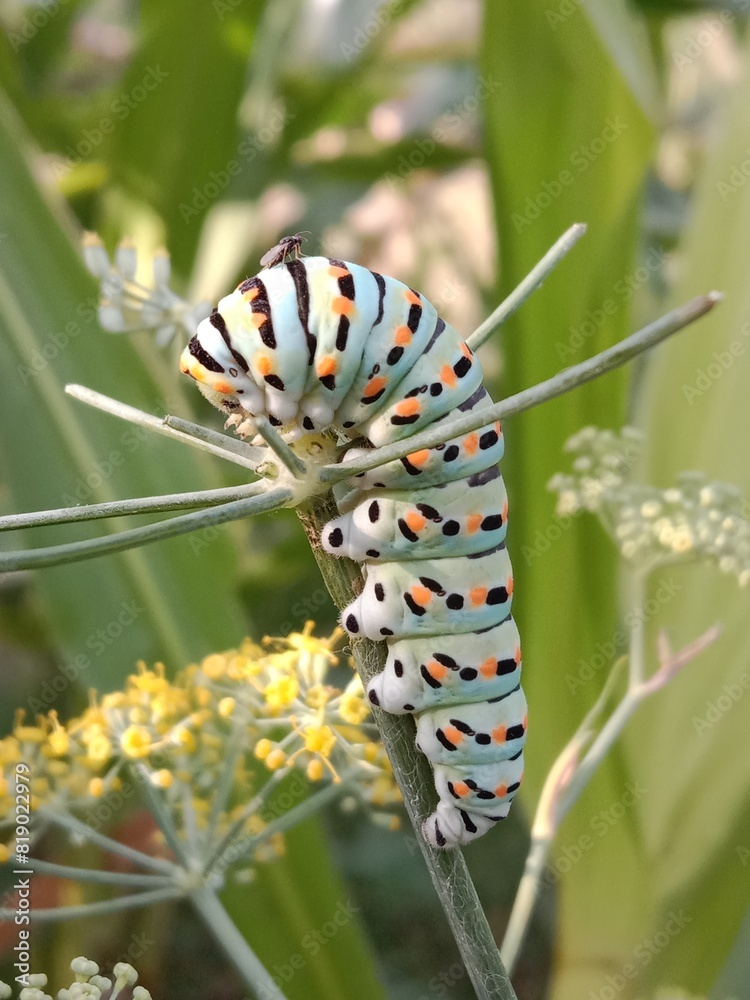 The huge Asian death's head hawkmoth caterpillar has a dim green body ...