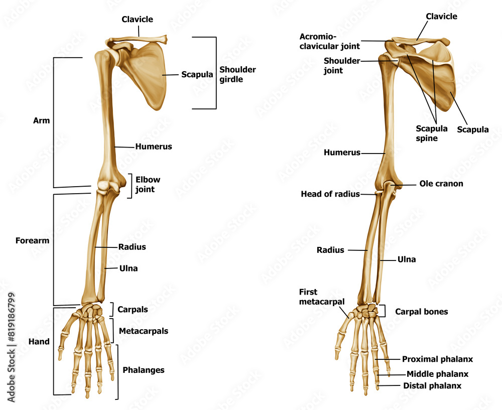 Hand Bone Anatomy Front & Back labeling Stock Illustration | Adobe Stock