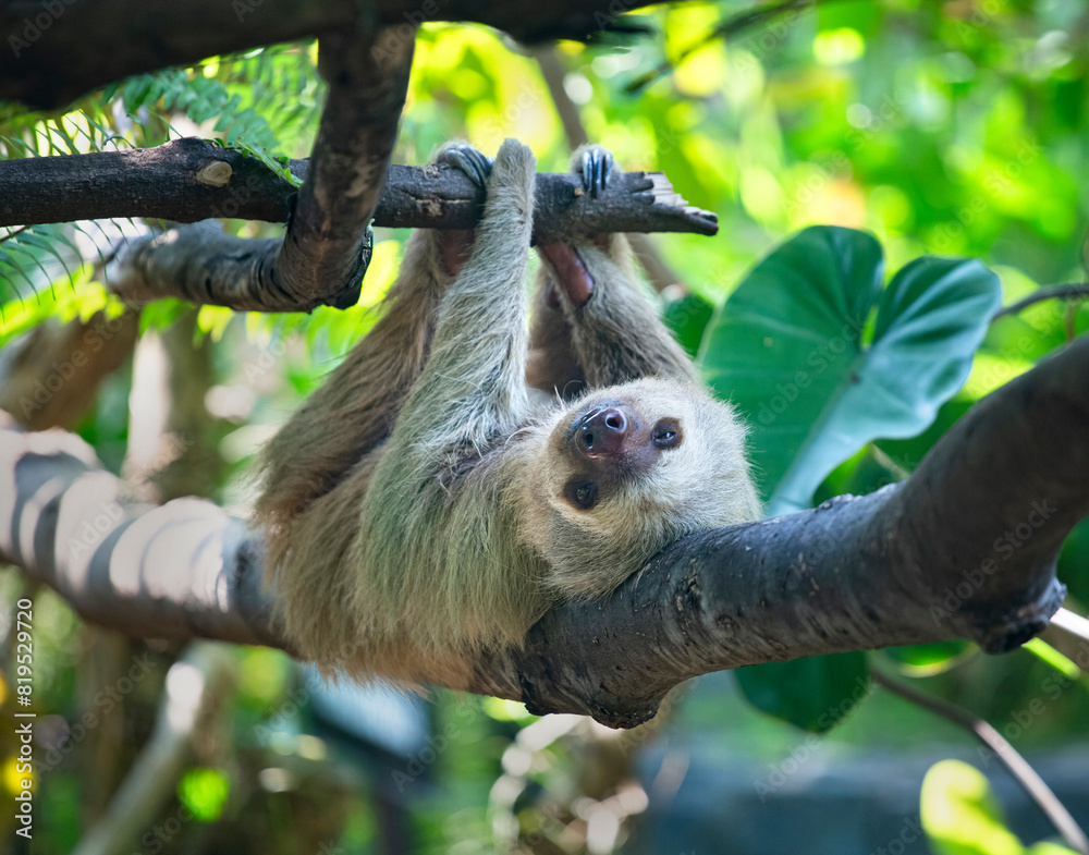 Lazy Sloth resting on a tree branch and looking at the camera. Close up ...