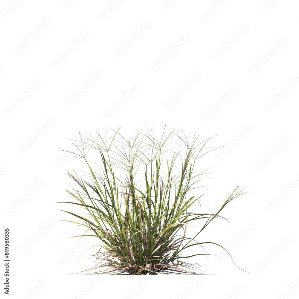 Enteropogon acicularis, Lindl, Lazarides, curly windmill grass, large ...