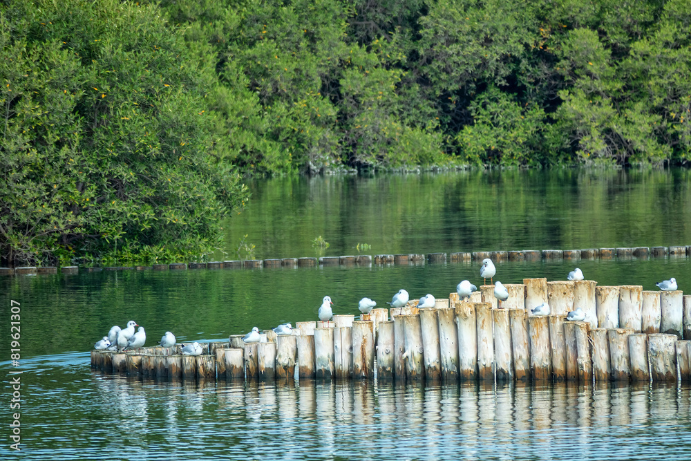 Wood piles of an old jetty in the mangroves of the Persian Gulf are ...