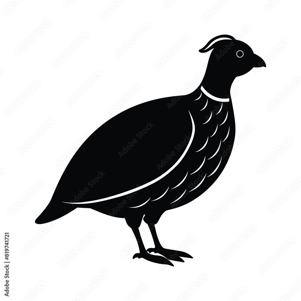 Quail silhouette, Quail Vector illustration, California quail ...