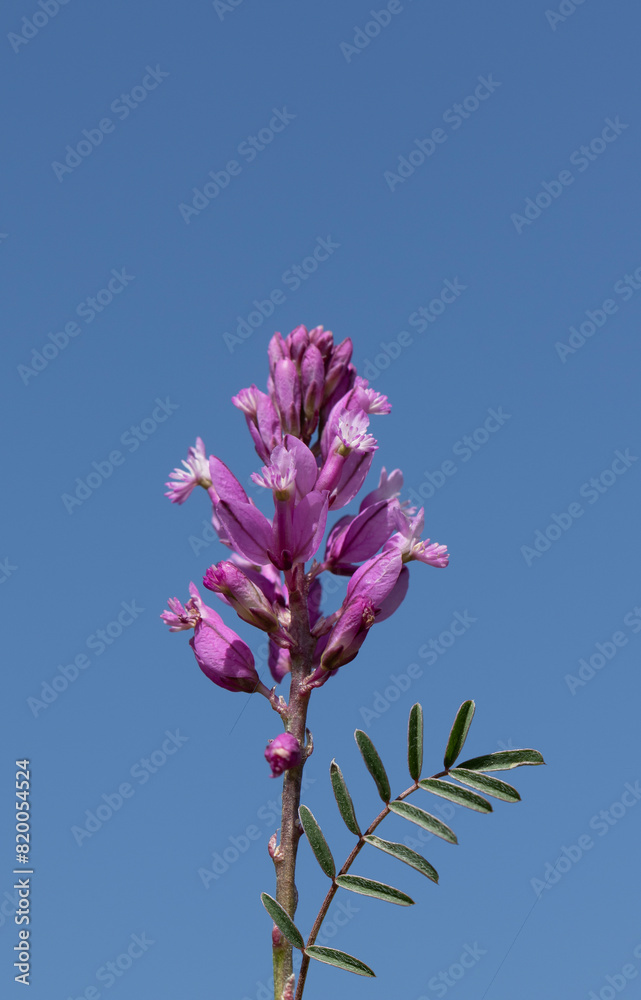 Flower of Polygala anatolica (yilan yoncasi in Turkish, lit. means ...