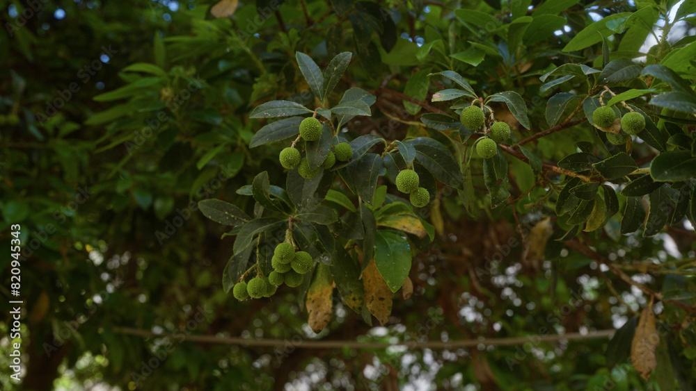 Branches of an arbutus unedo, known as strawberry tree, in a lush ...
