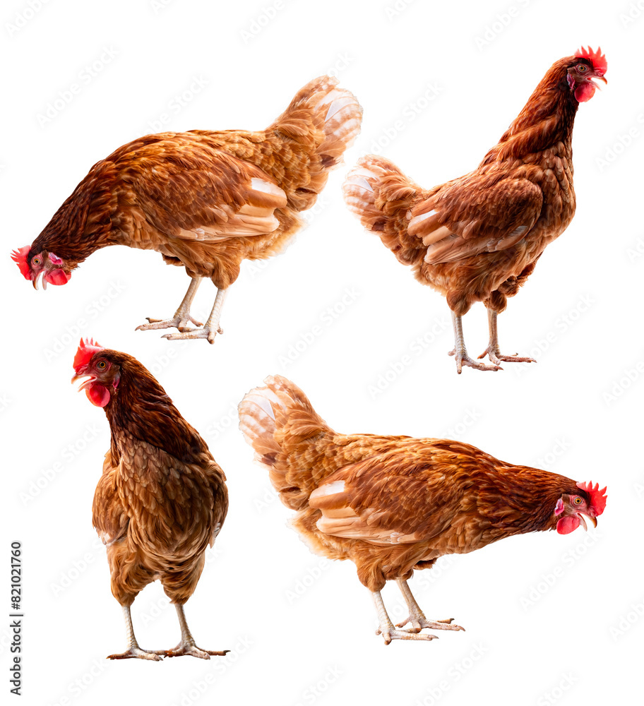 Chicken, Full body of brown chicken hen standing isolated transparent ...