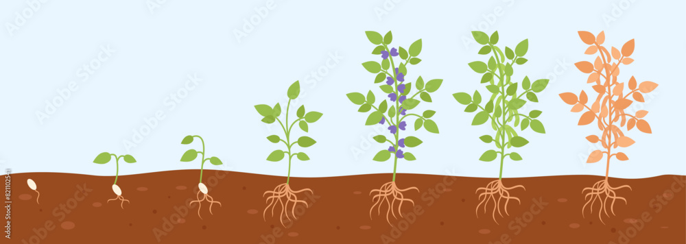 Soybean plant from seed to green bush. Growth step by step process ...