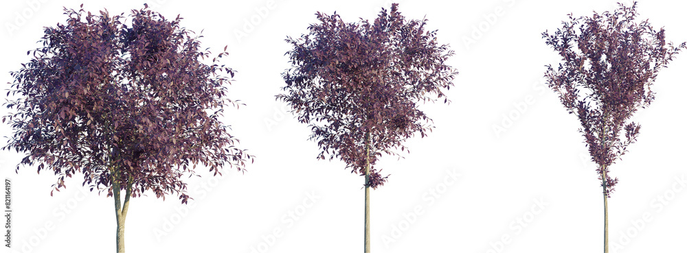 Prunus cerasifera autumn 4k png cutout isolate Stock Photo | Adobe Stock